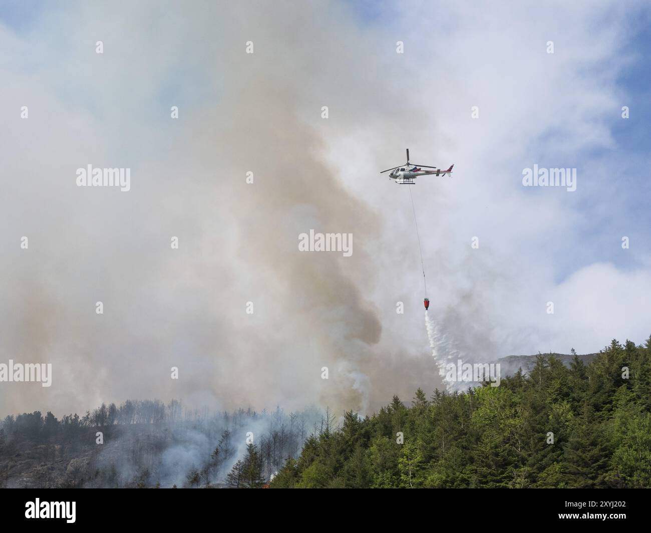 A helicopter drops extinguishing water over a forest fire in Norway ...