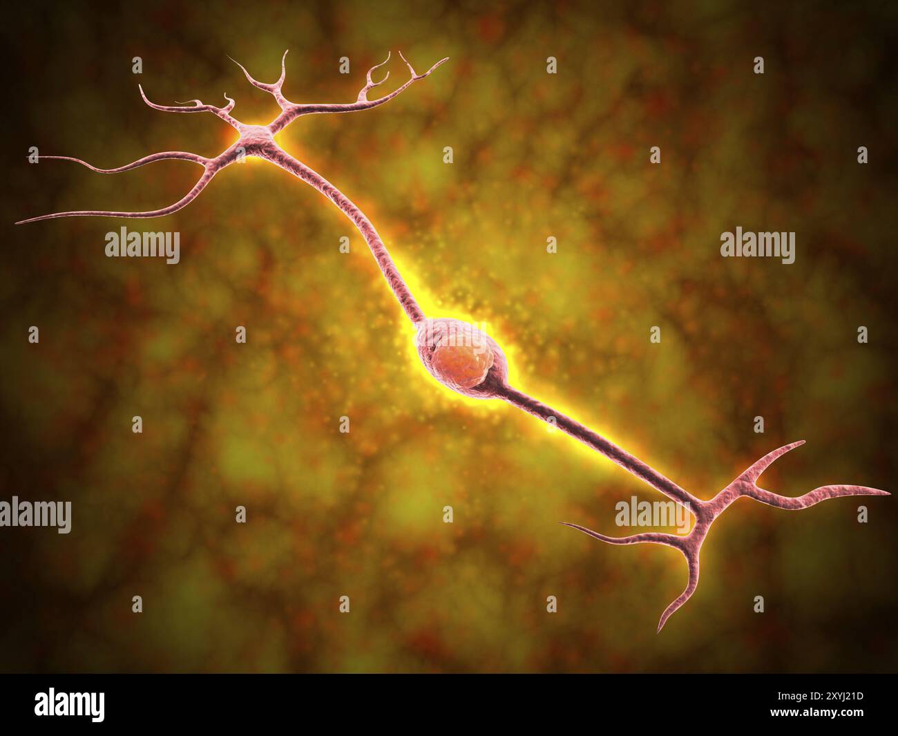 Type of neuron hi-res stock photography and images - Alamy