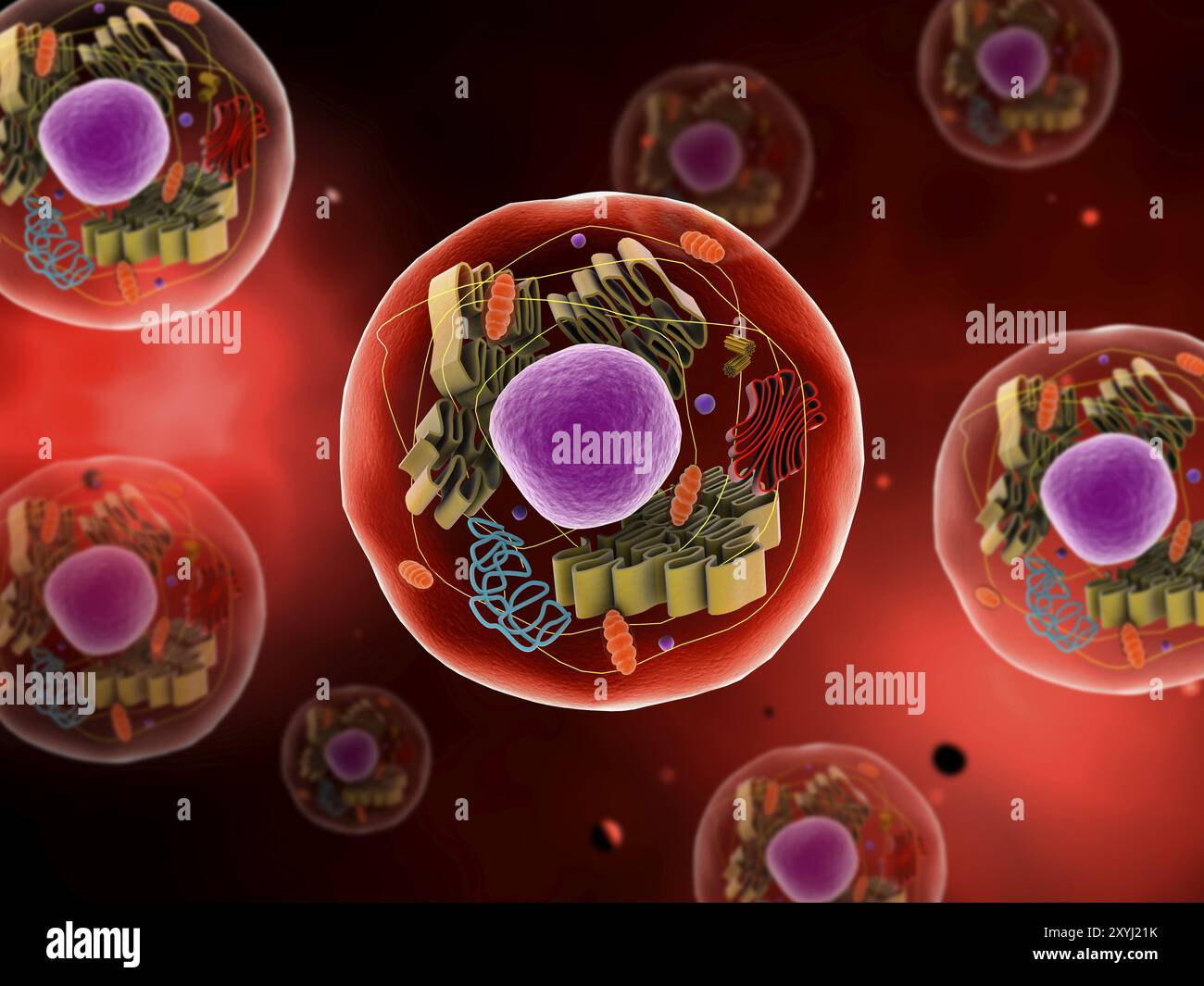 Animal cell parts hi-res stock photography and images - Alamy