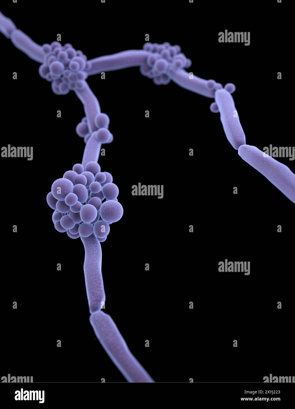 Fungal organisms hi-res stock photography and images - Alamy