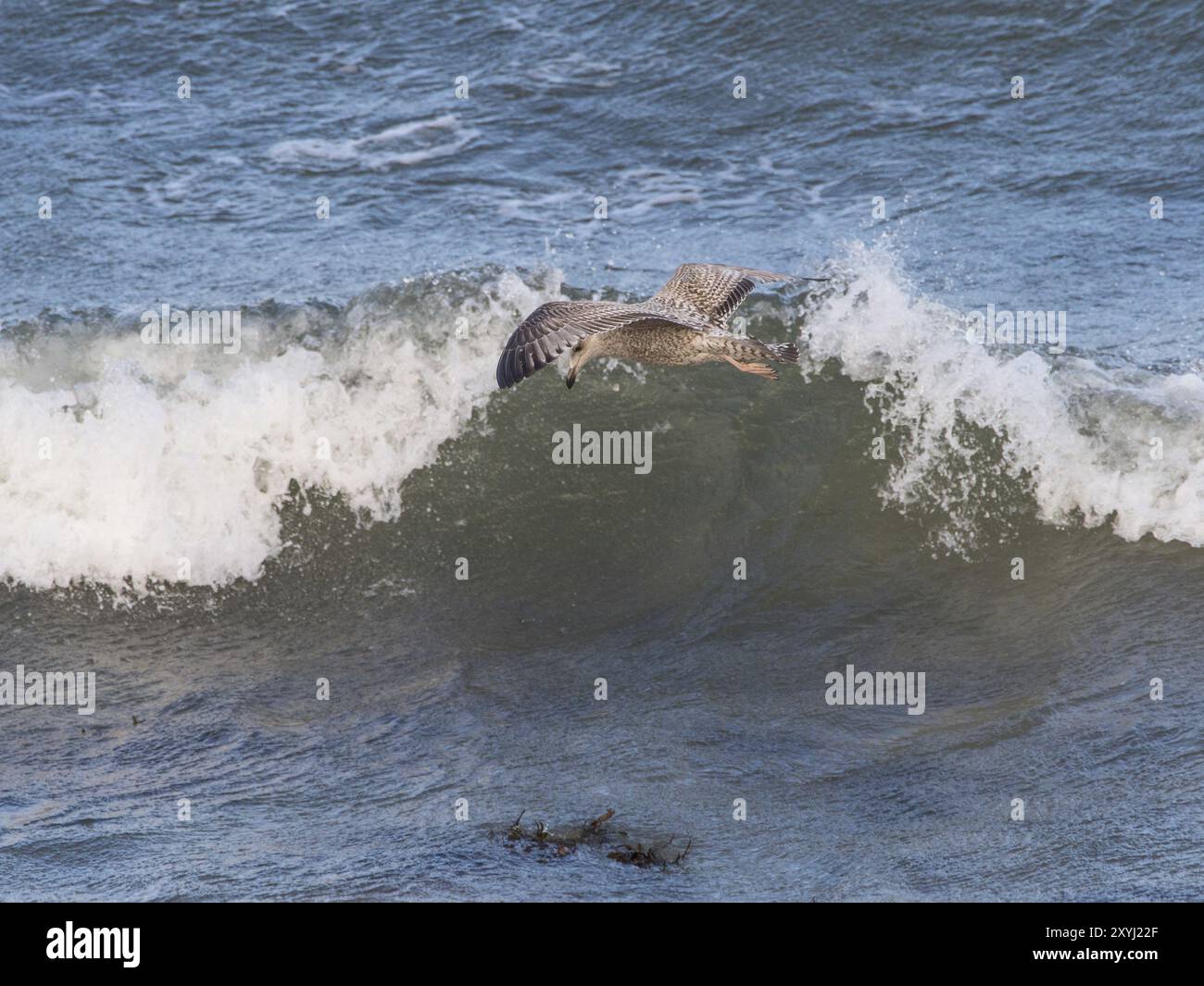 A juvenile herring gull flies over a breaking wave Stock Photo - Alamy