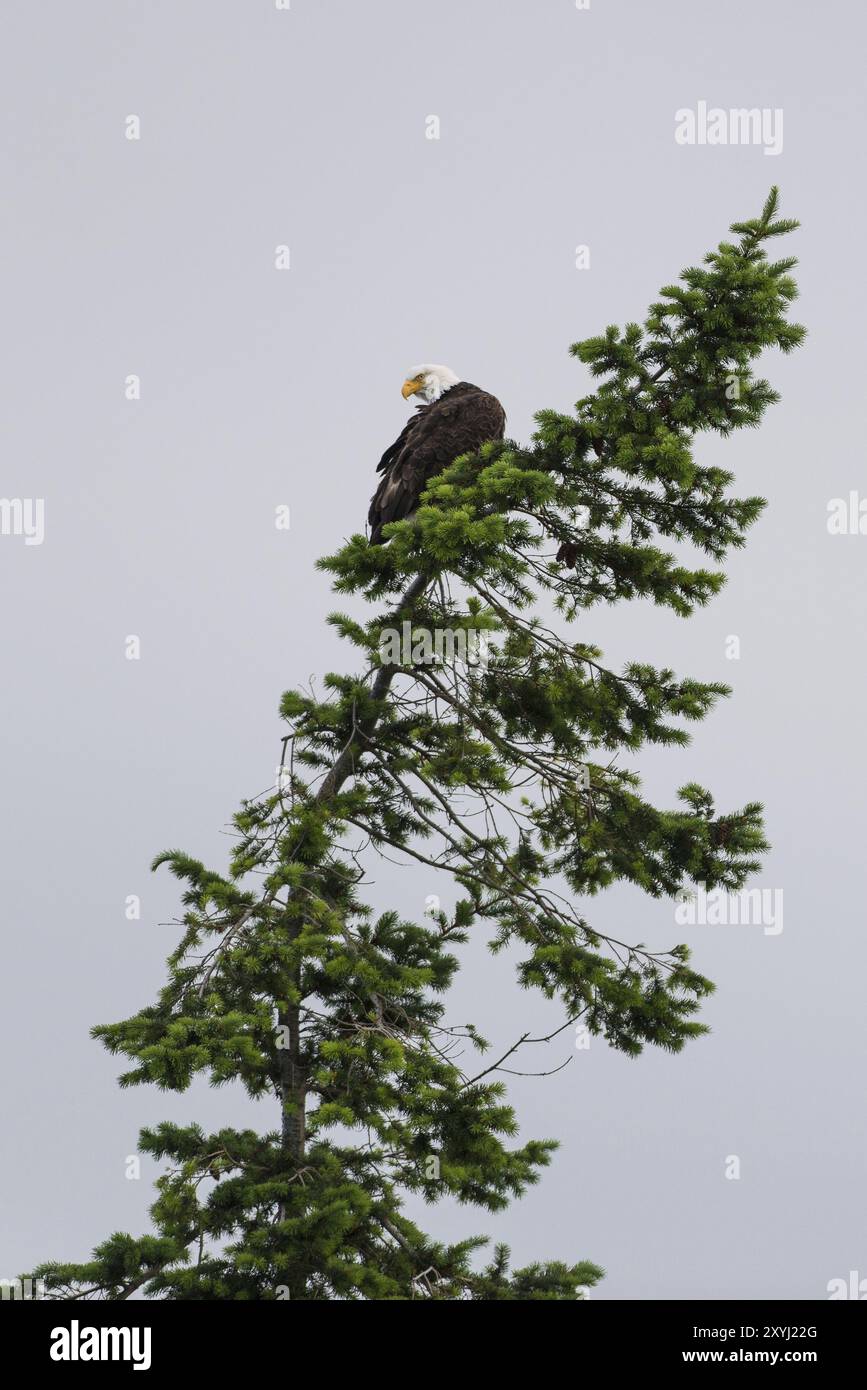 Crooked tree wildlife hi-res stock photography and images - Alamy