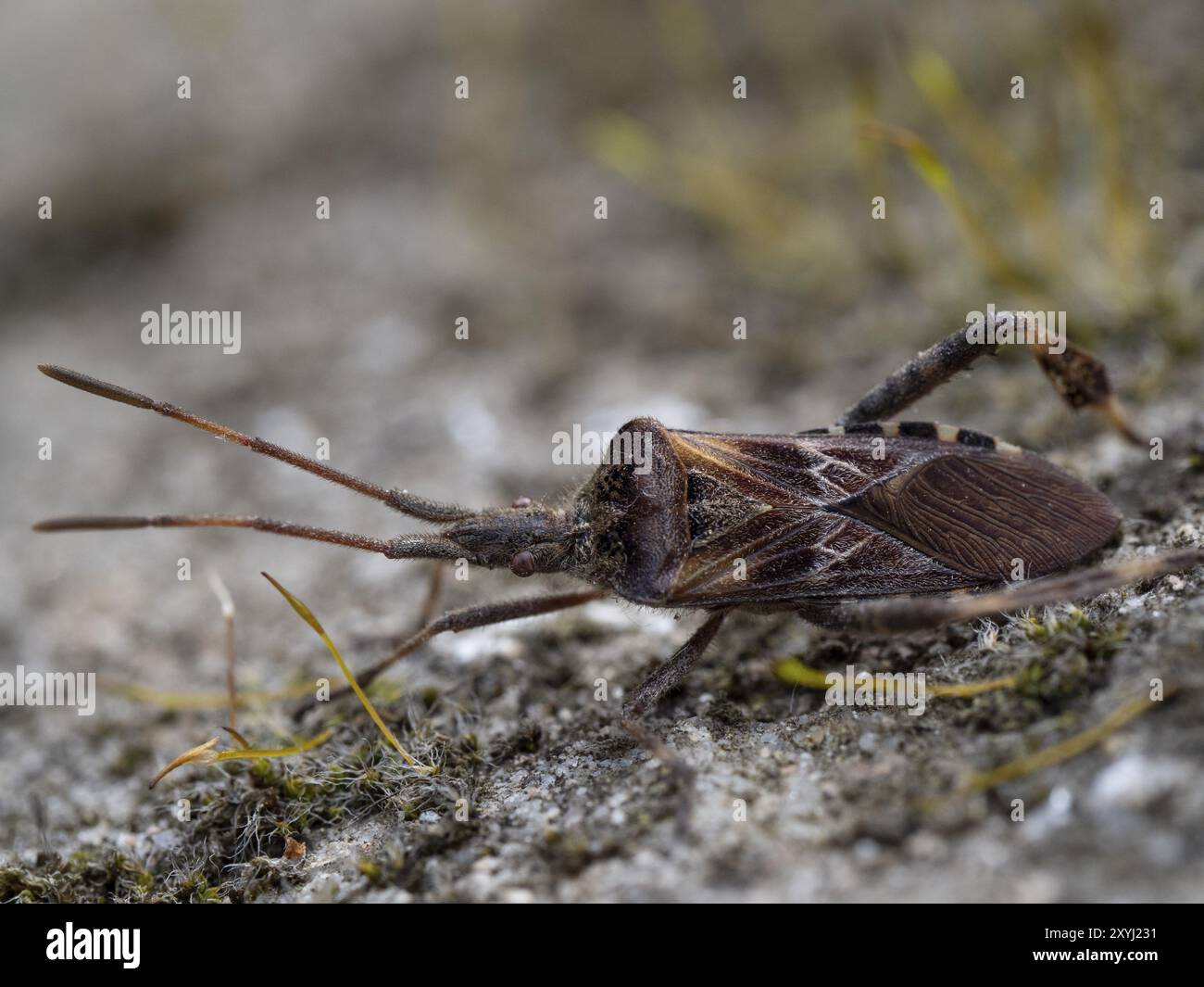 A Western conifer seed bug sitting on a stone Stock Photo - Alamy