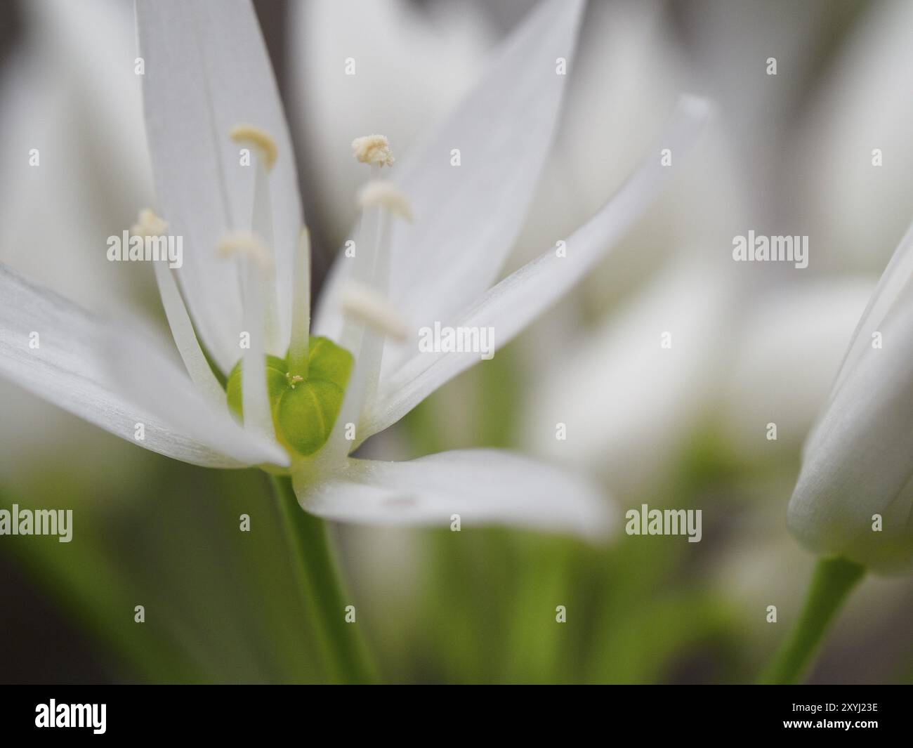 Garlic in section hi-res stock photography and images - Alamy