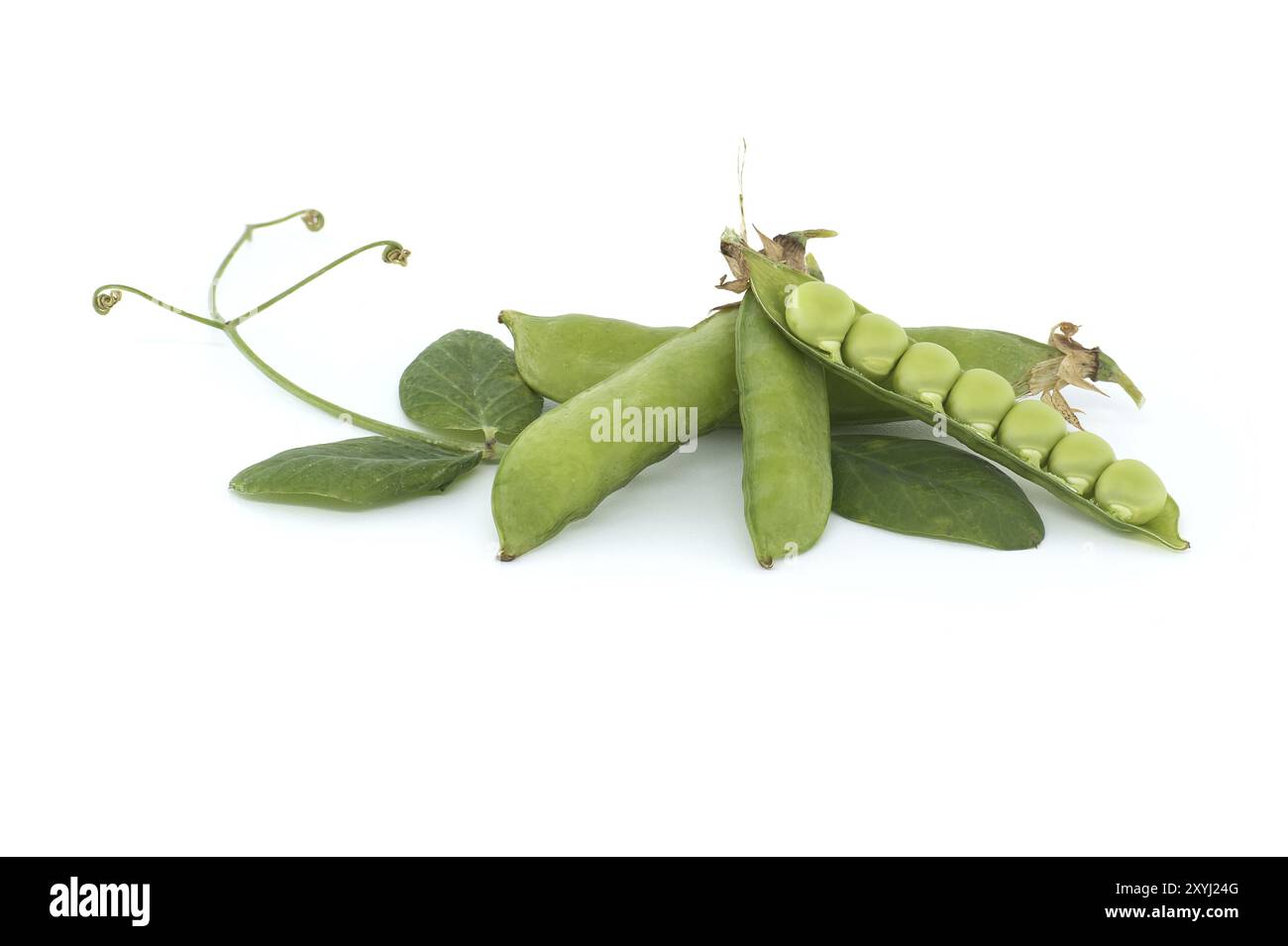 I got a pea Cut Out Stock Images & Pictures - Alamy