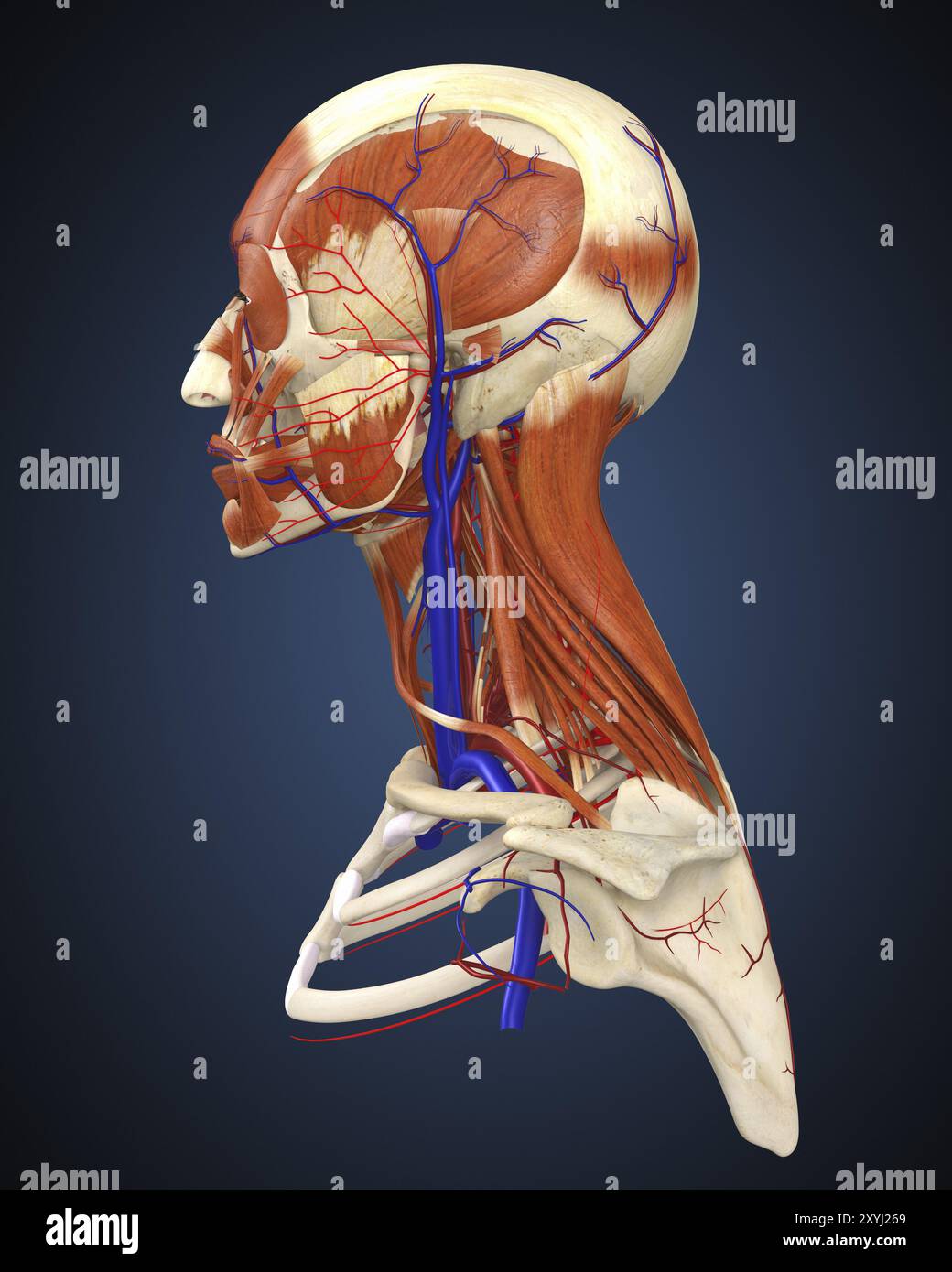 Human anatomy chart muscles hi-res stock photography and images - Alamy