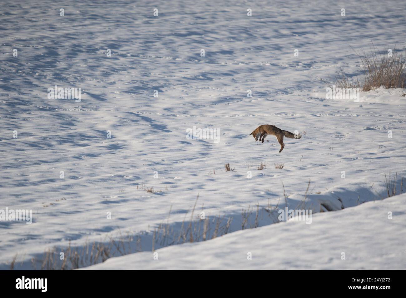 Leaping fox hi-res stock photography and images - Alamy