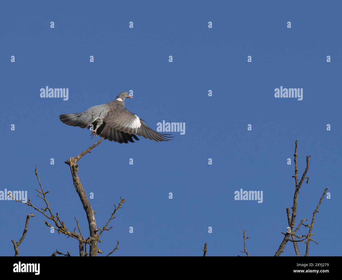 A wood pigeon taking off Stock Photo - Alamy