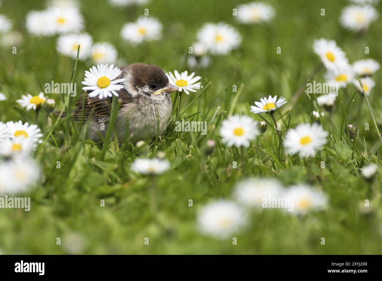 Sparrow chick hi-res stock photography and images - Alamy