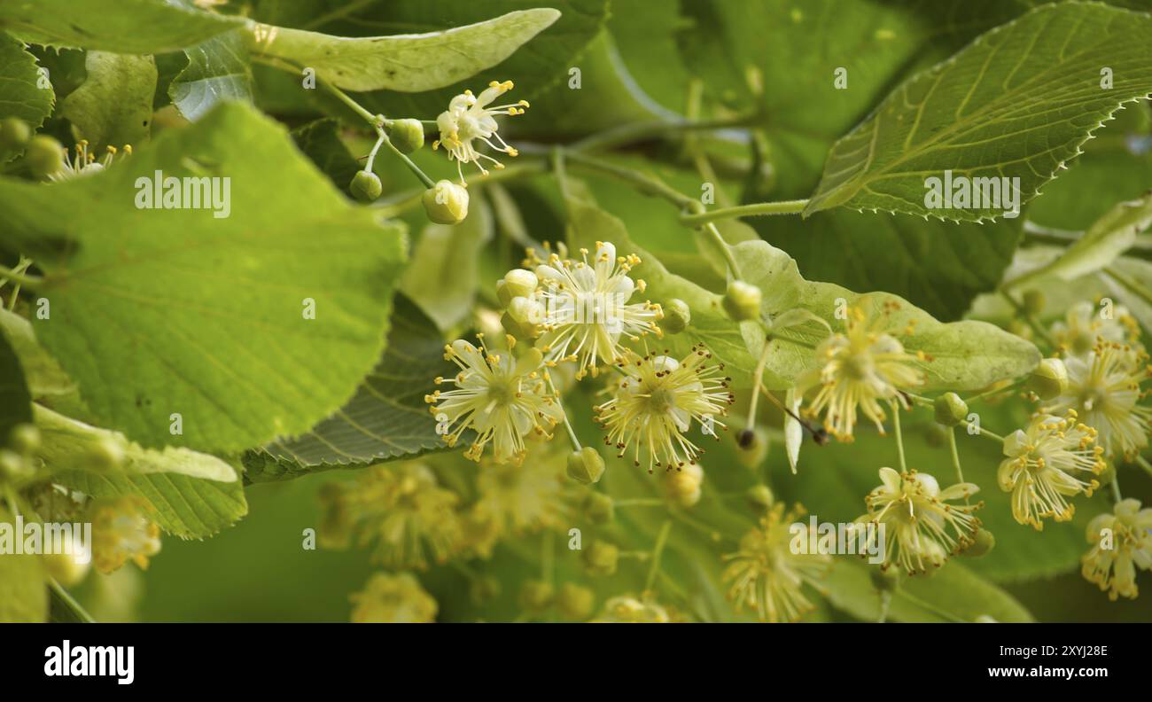 Variety of buds in different stages of bloom hi-res stock photography ...