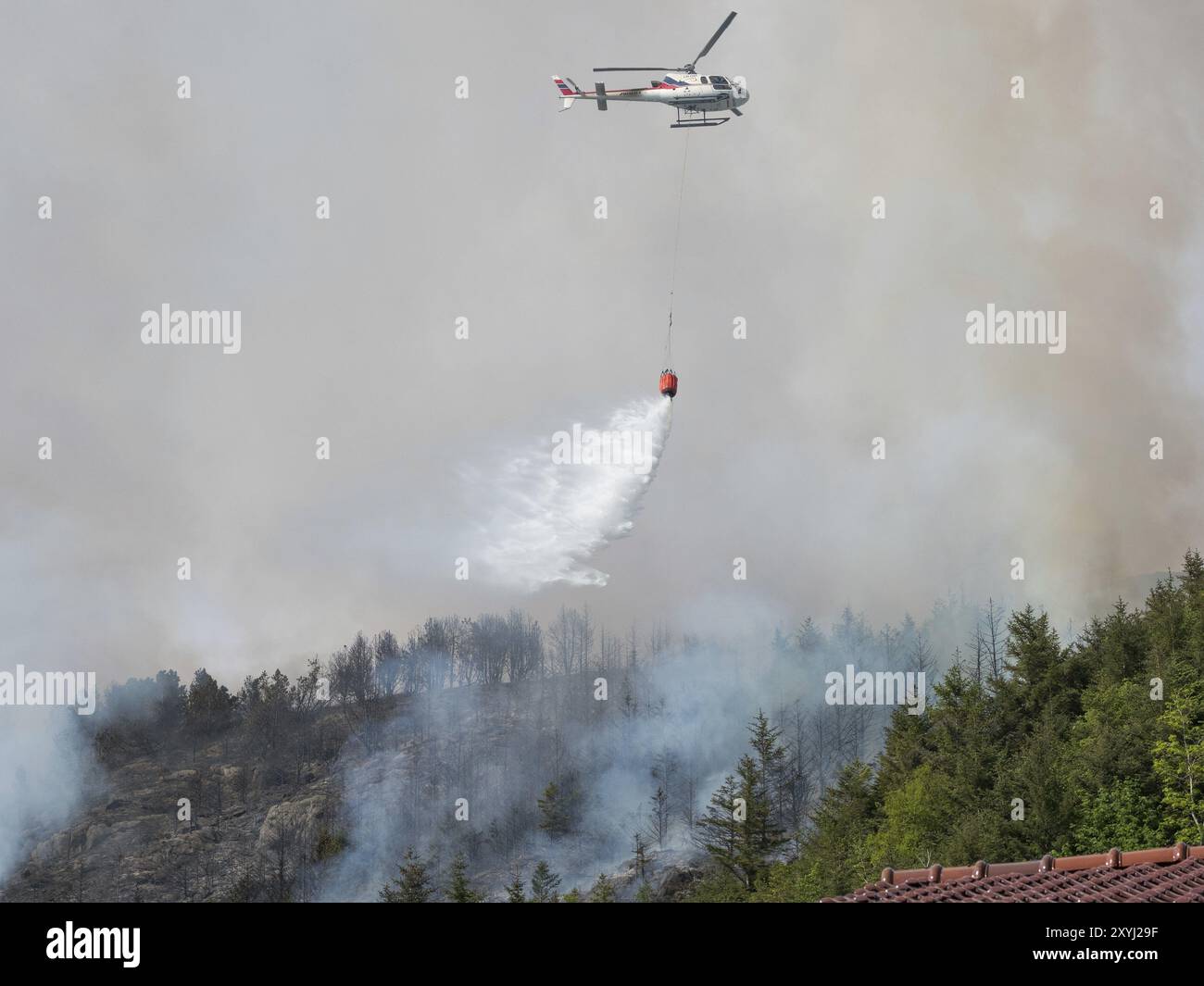 A helicopter drops extinguishing water over a forest fire in Norway ...