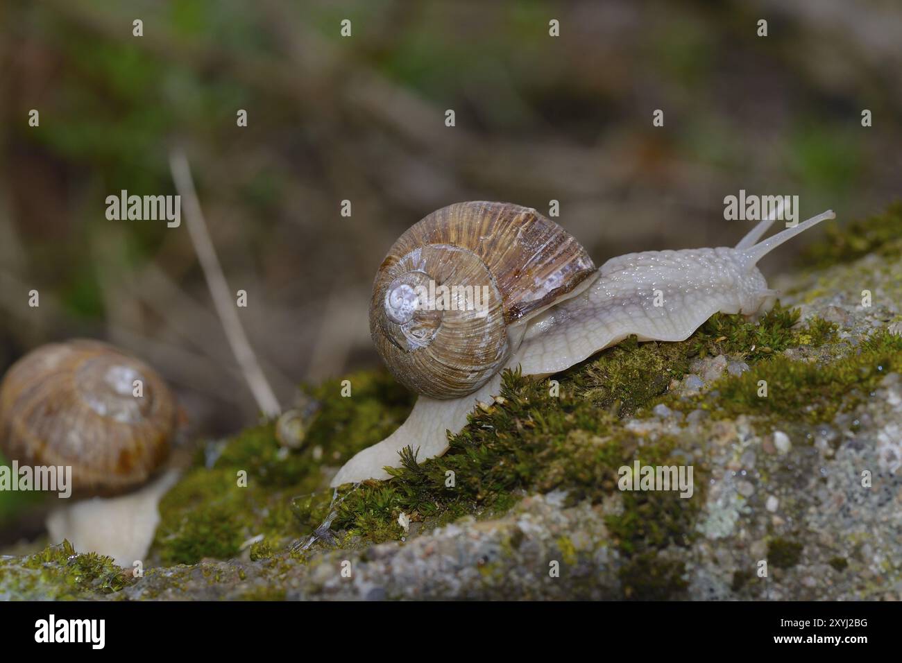 Burgundy snail on the forest floor. Helix pomatia, common names the ...