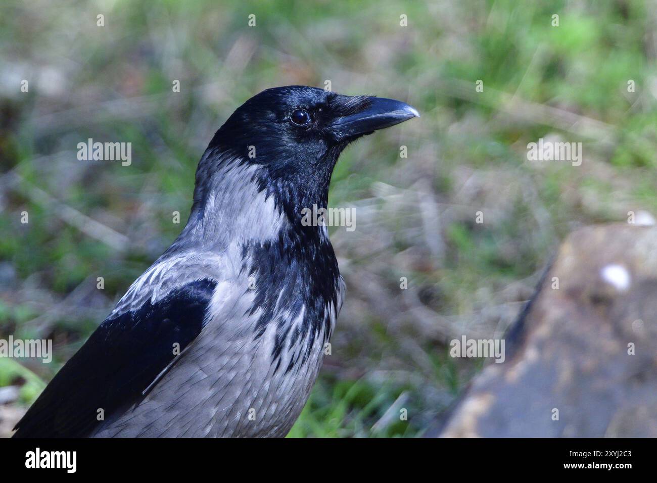 Crow mating hi-res stock photography and images - Alamy