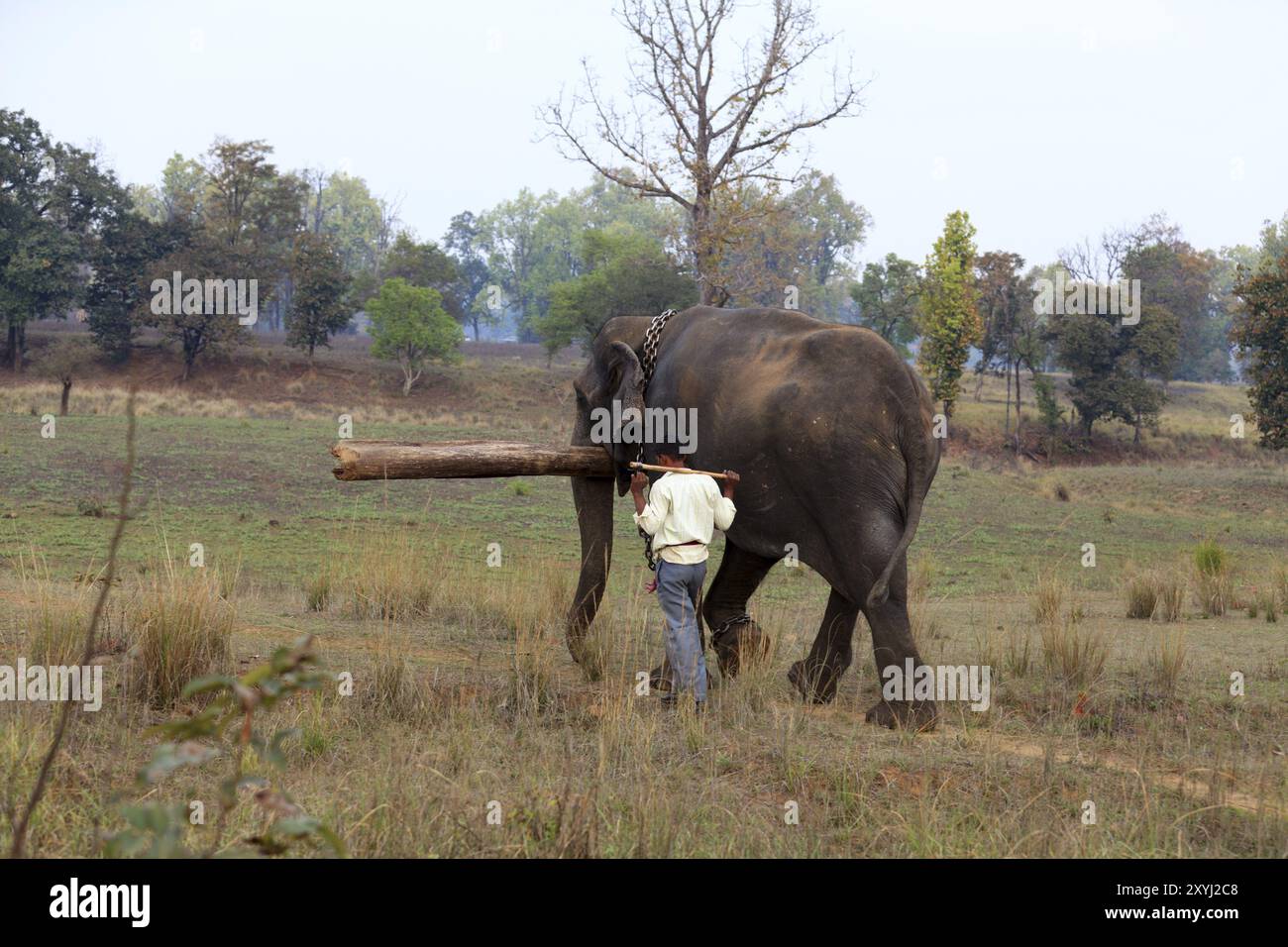 Working elephant in Kanha National Park in India Stock Photo - Alamy
