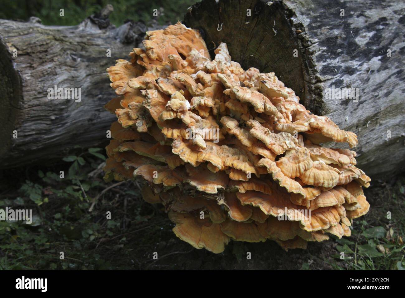 Giant tree stumps hi-res stock photography and images - Alamy