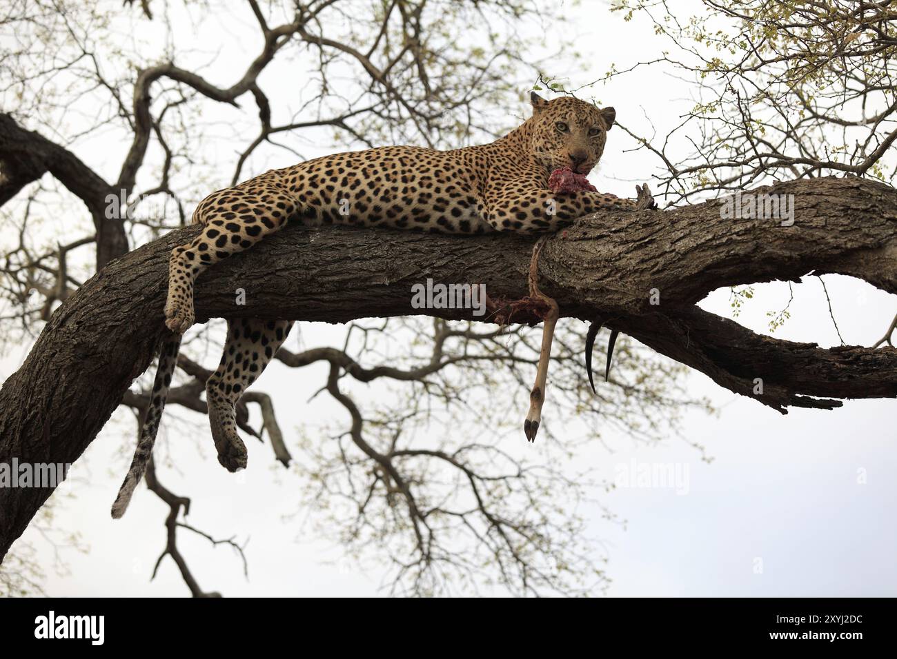 Feeding impala antelope in savanna hi-res stock photography and images ...