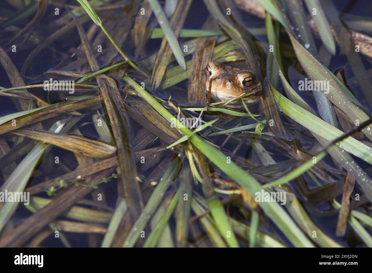 Toads on spawning migration hi-res stock photography and images - Alamy