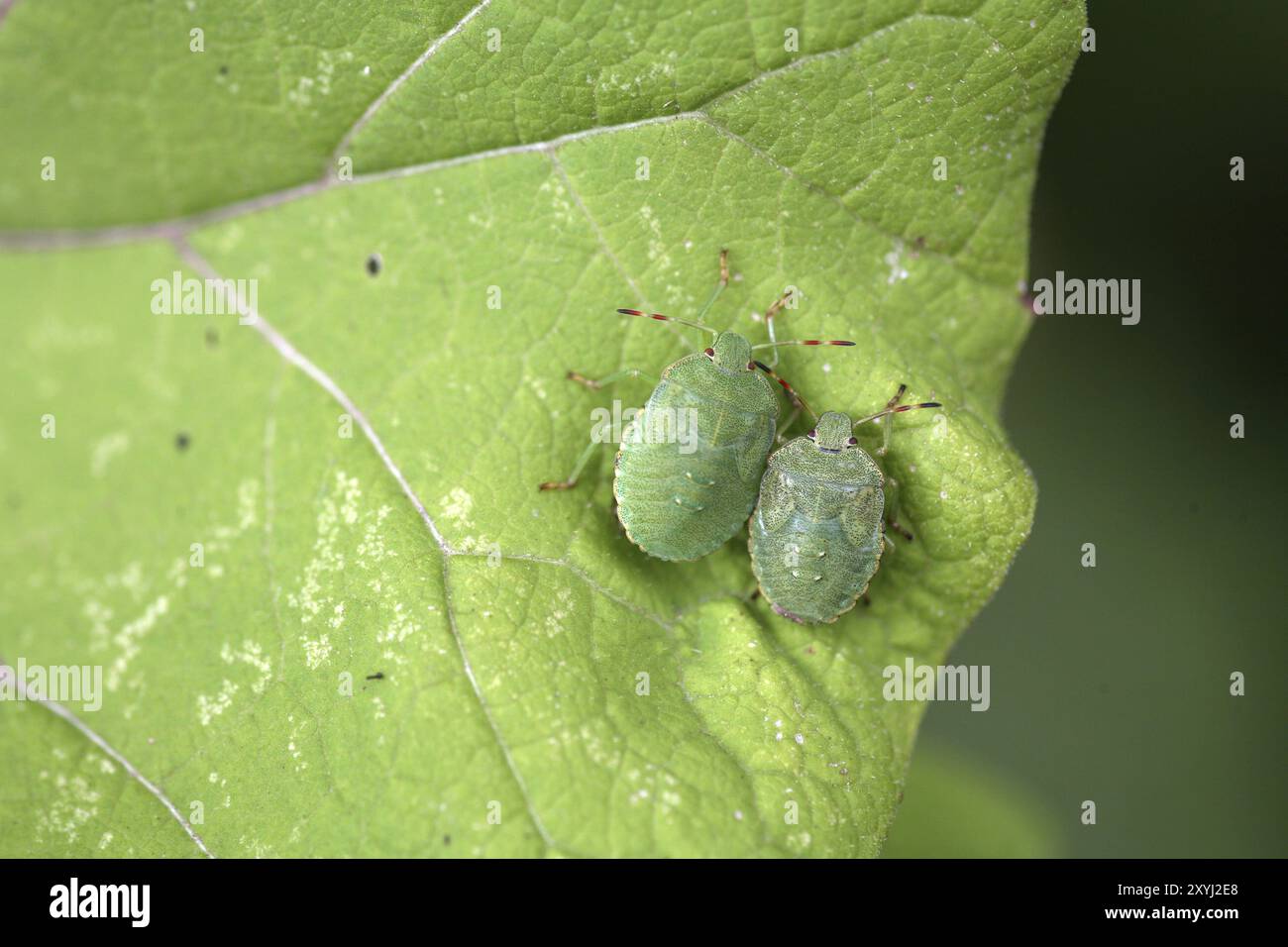 Pentatomidae larvae bugs hi-res stock photography and images - Alamy