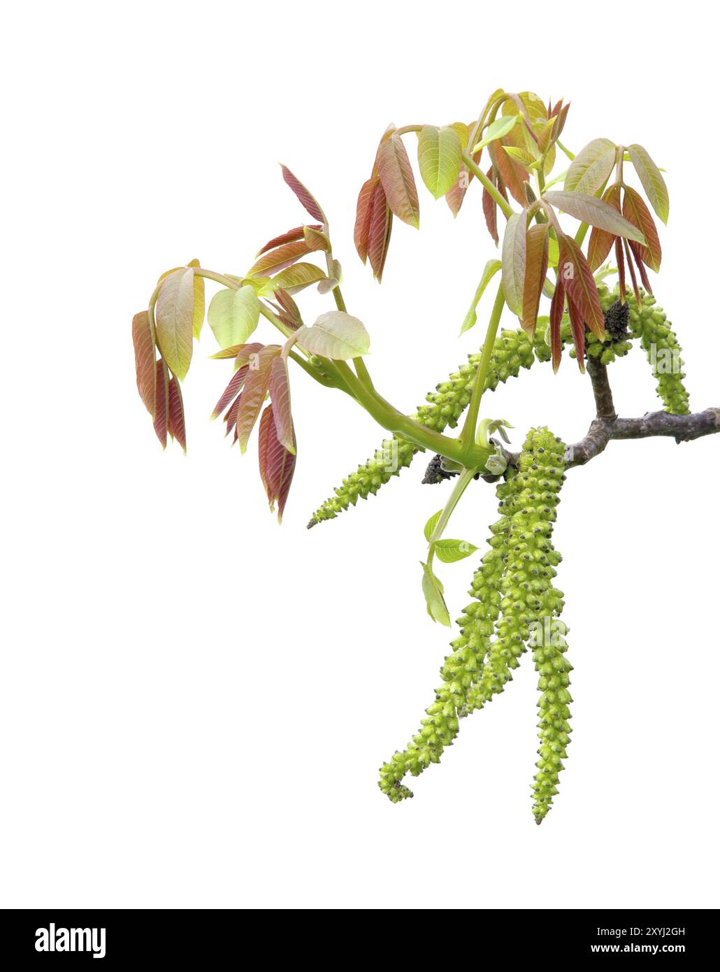 Walnut trees in blossom Cut Out Stock Images & Pictures - Alamy