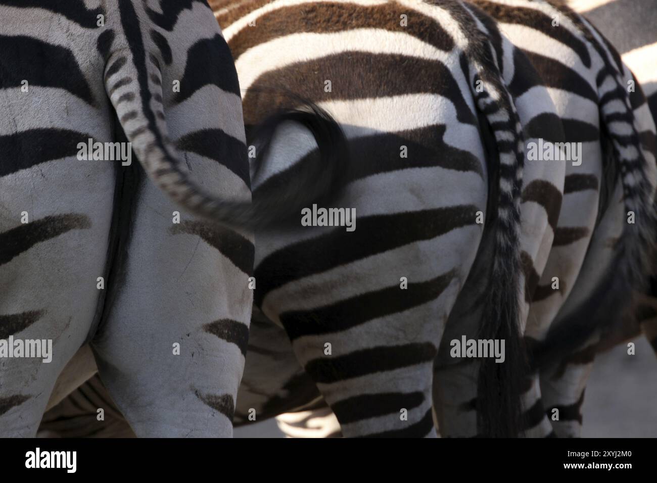 Grant's zebra behind hi-res stock photography and images - Alamy