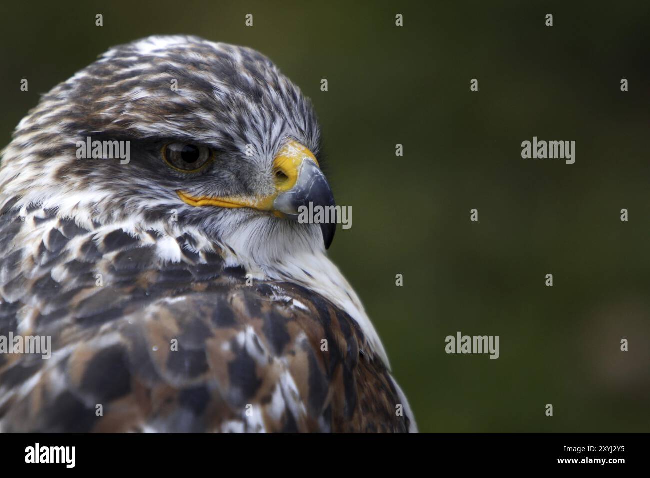 Royal Rough-legged Hawk Stock Photo - Alamy