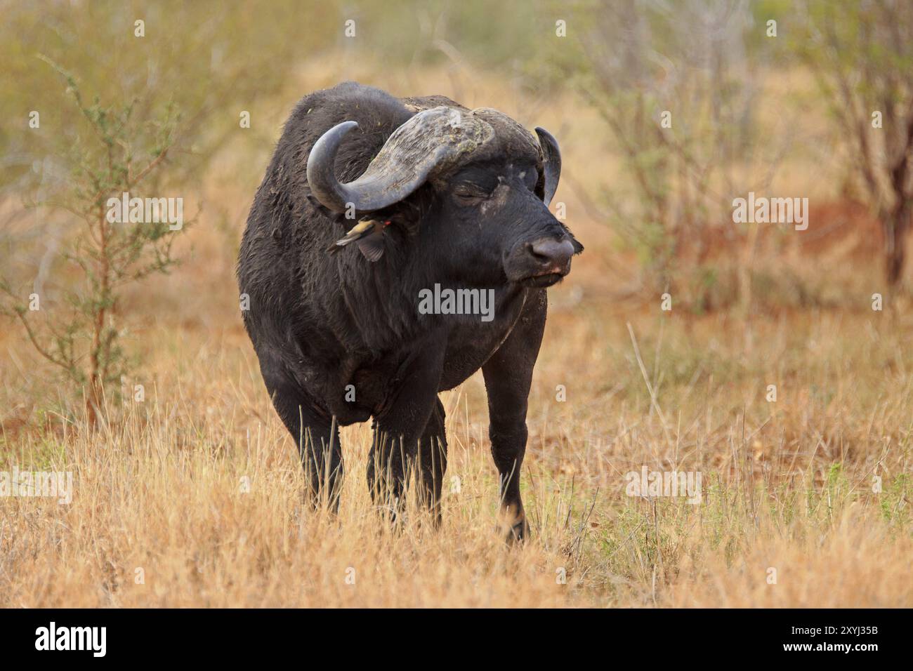 African buffalo males hi-res stock photography and images - Alamy