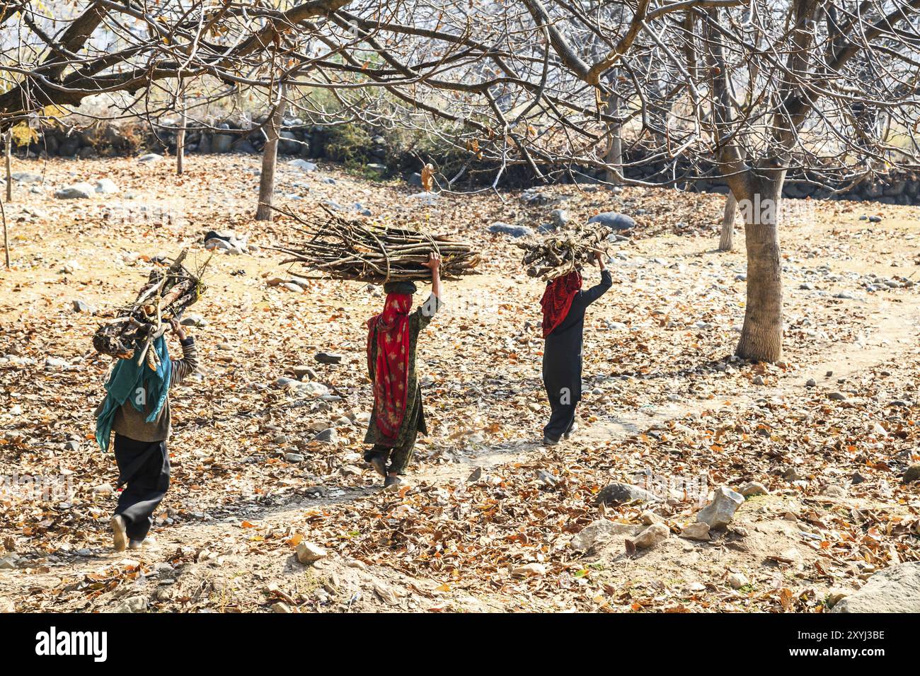 Women carrying home the firewood on their head, india Stock Photo - Alamy