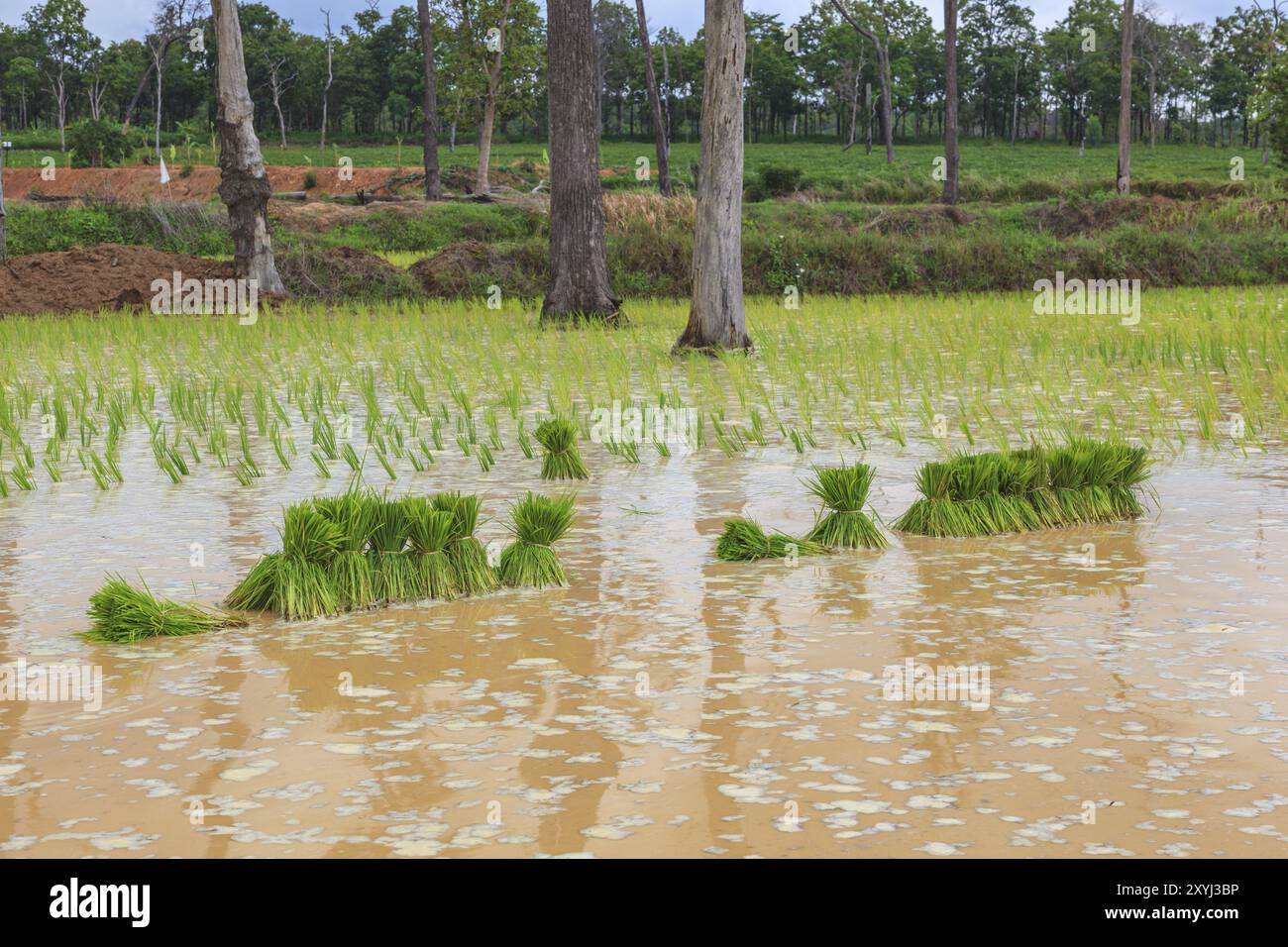 Young rice sprout ready to planted in the rice field with water Stock ...