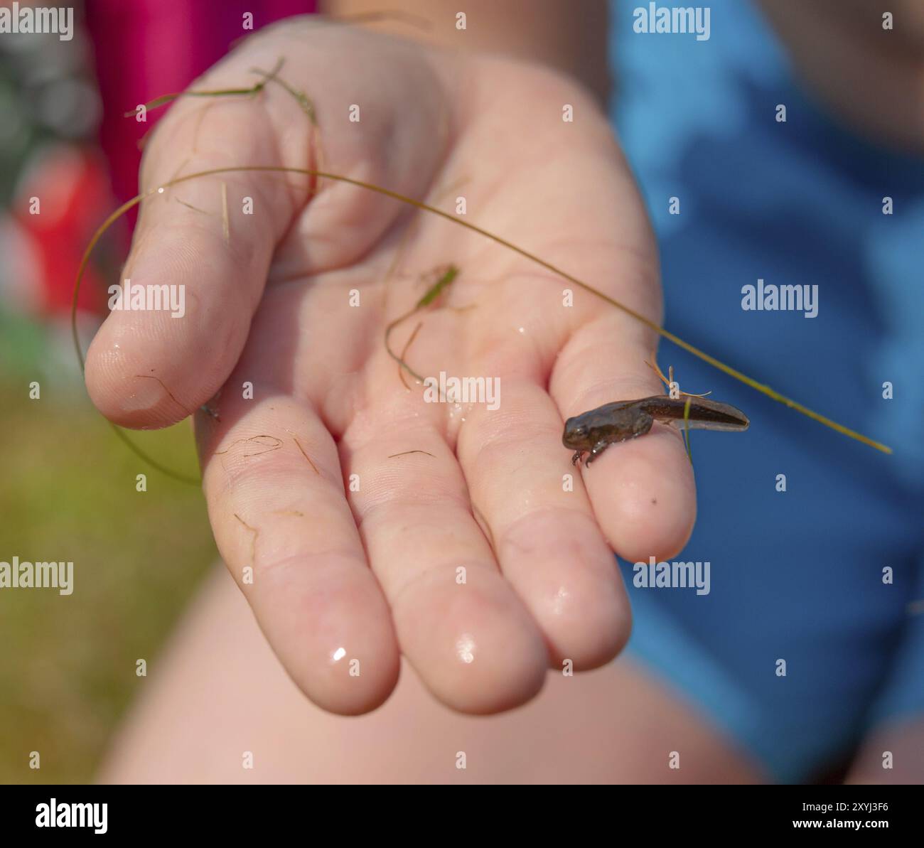 Tadpole hand hi-res stock photography and images - Alamy