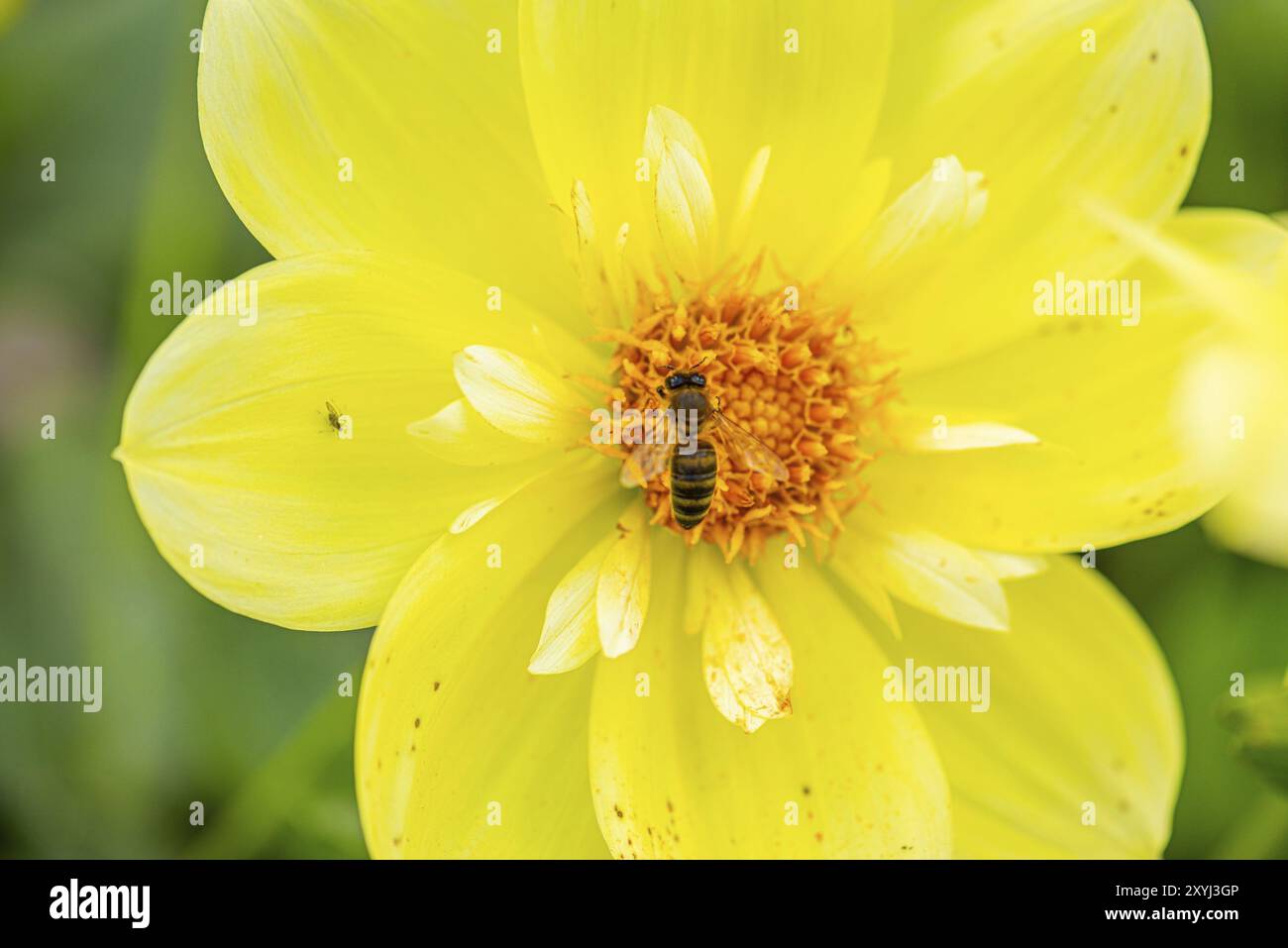 Flower of a Dahlia Clair de lune Stock Photo - Alamy