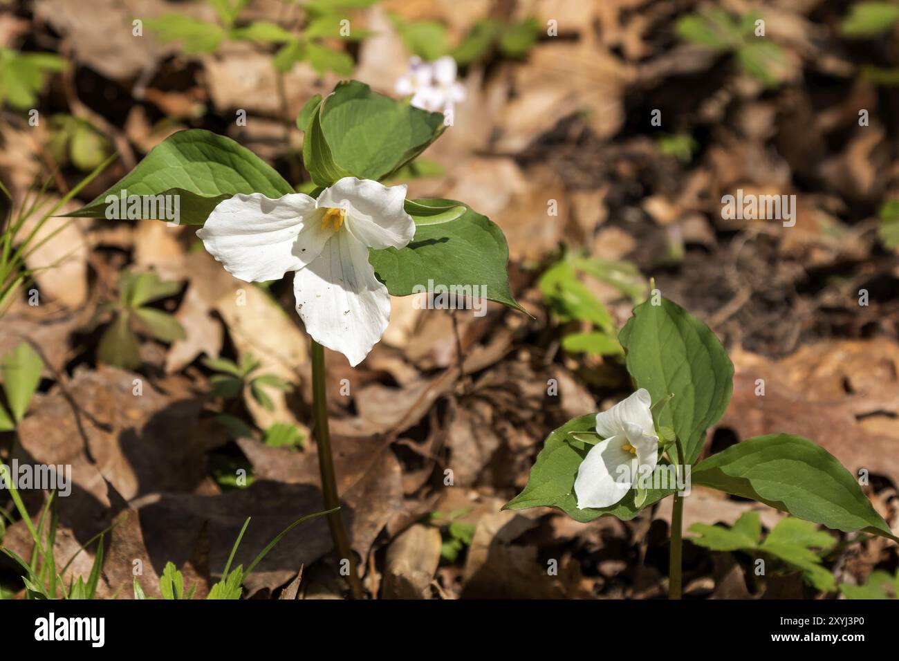 The white trillium (Trillium grandiflorum) the plant is native to ...