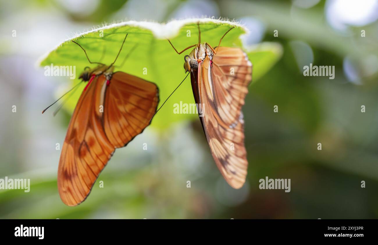 Torch butterfly (Dryas iulia moderata) two orange butterflies sitting ...