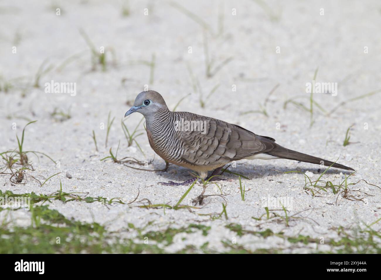 Barred Pigeon, Geopelia striata, zebra dove Stock Photo - Alamy