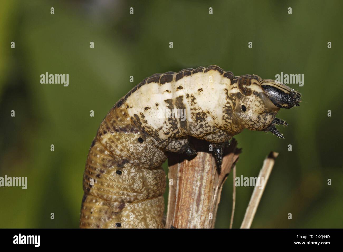 Death's head hawkmoth, caterpillar, Acherontia atropos, Greater death's ...