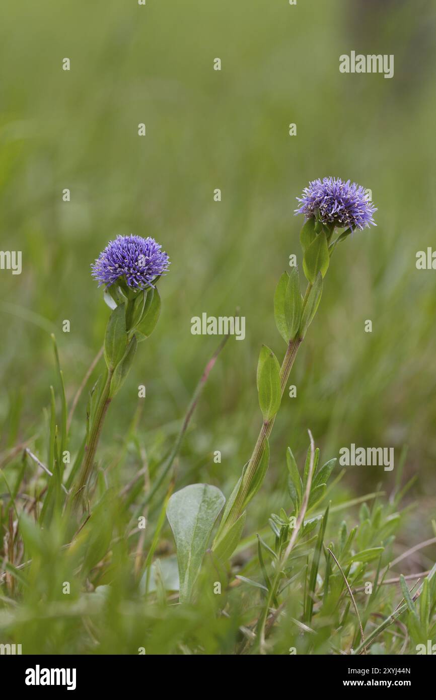 Ball flower hi-res stock photography and images - Alamy
