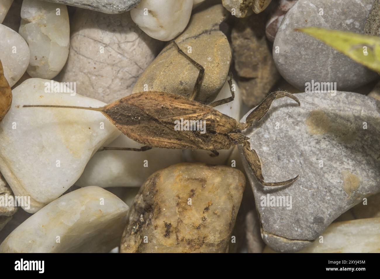 Water bug, Nepomorpha Stock Photo - Alamy