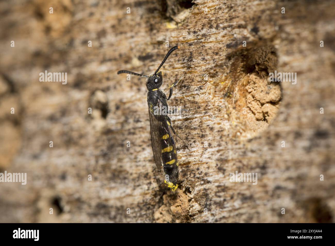 Club-horned wasps, Sapygidae, Club-horned wasps Stock Photo - Alamy