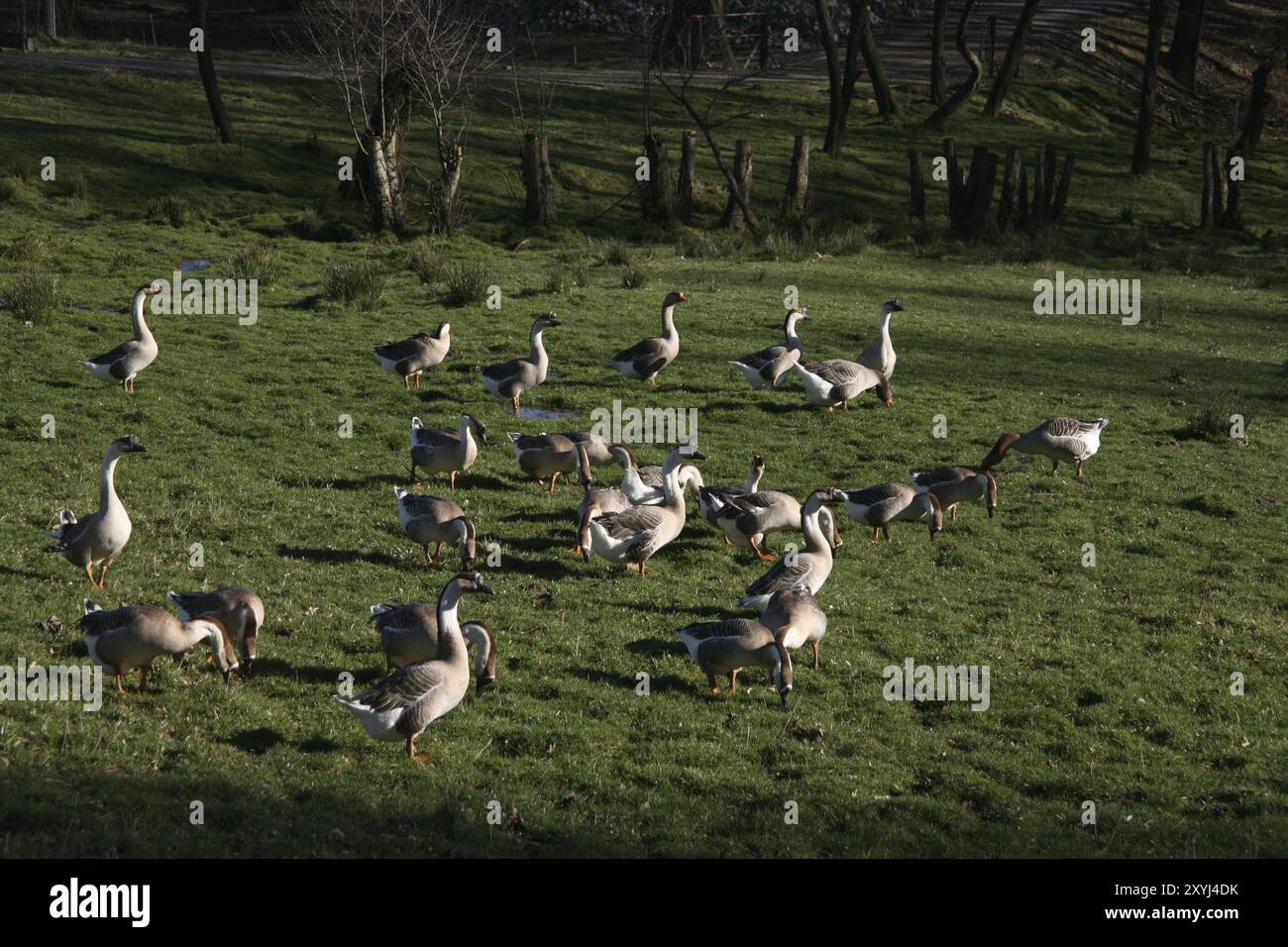 Freerange geese hi-res stock photography and images - Alamy