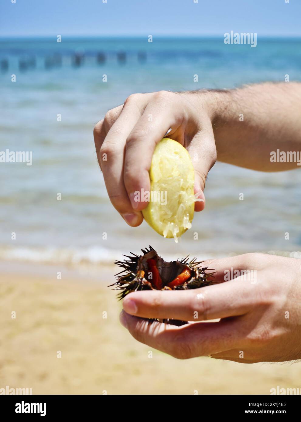 Man holding a sea urchin with lemon for eating it on the beach Stock ...