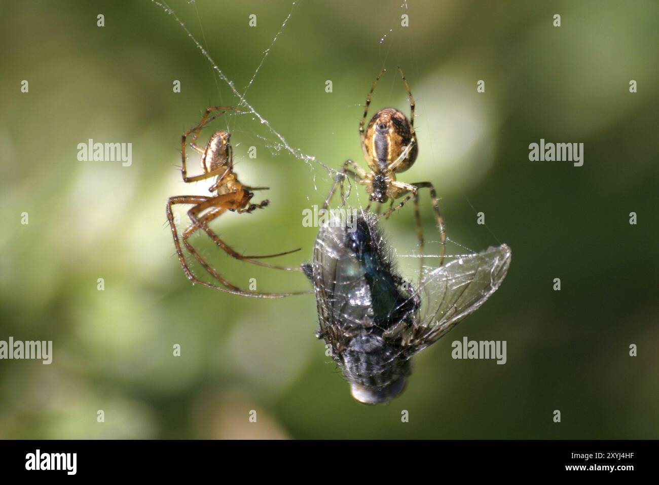 A cross spider and an autumn spider fight over a captured fly Stock ...