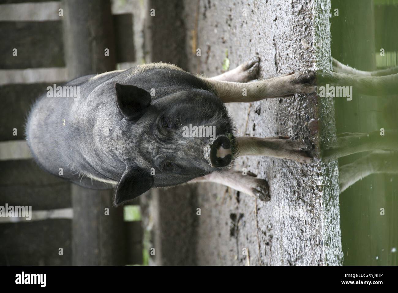South asia cattle breeds hi-res stock photography and images - Alamy