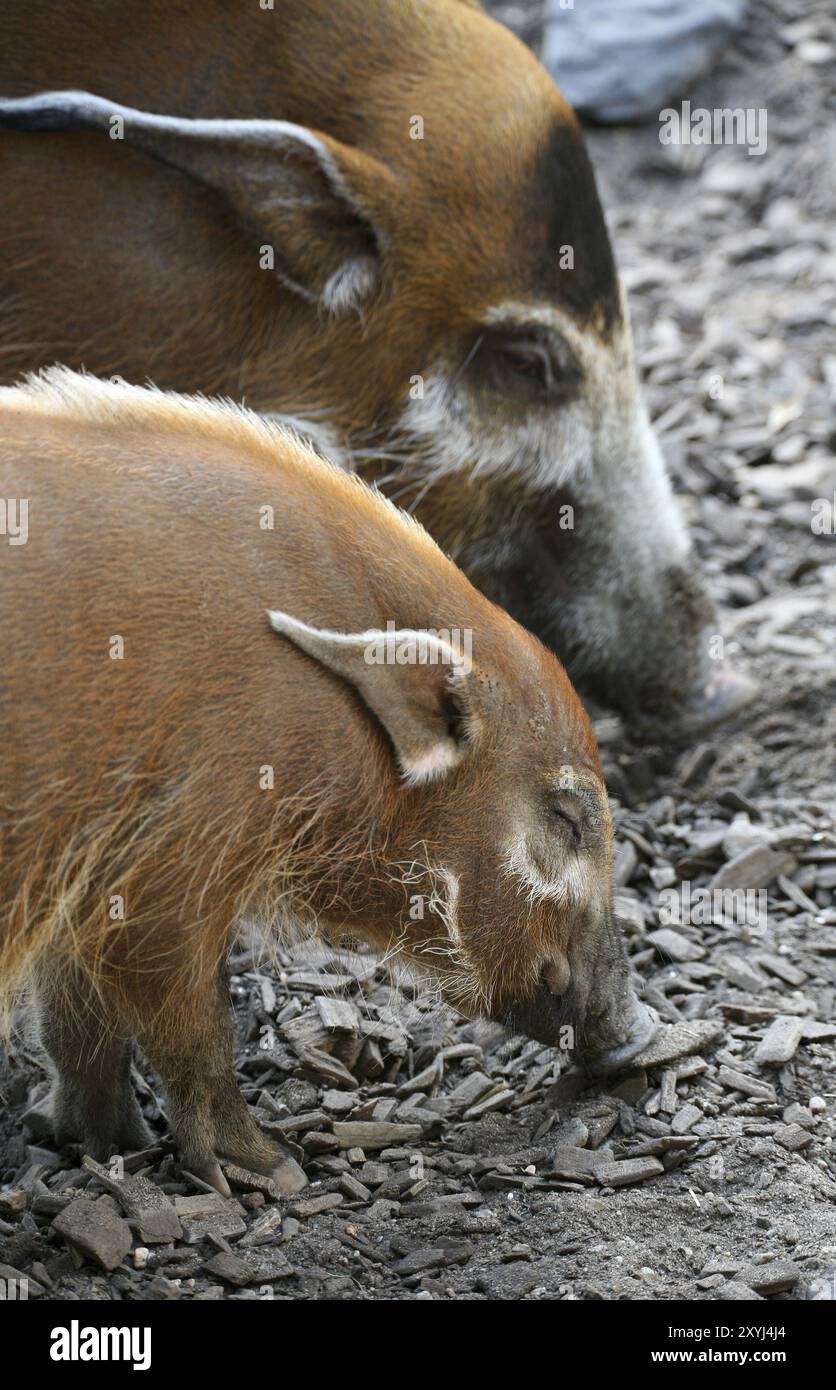 Sus porcus hi-res stock photography and images - Alamy