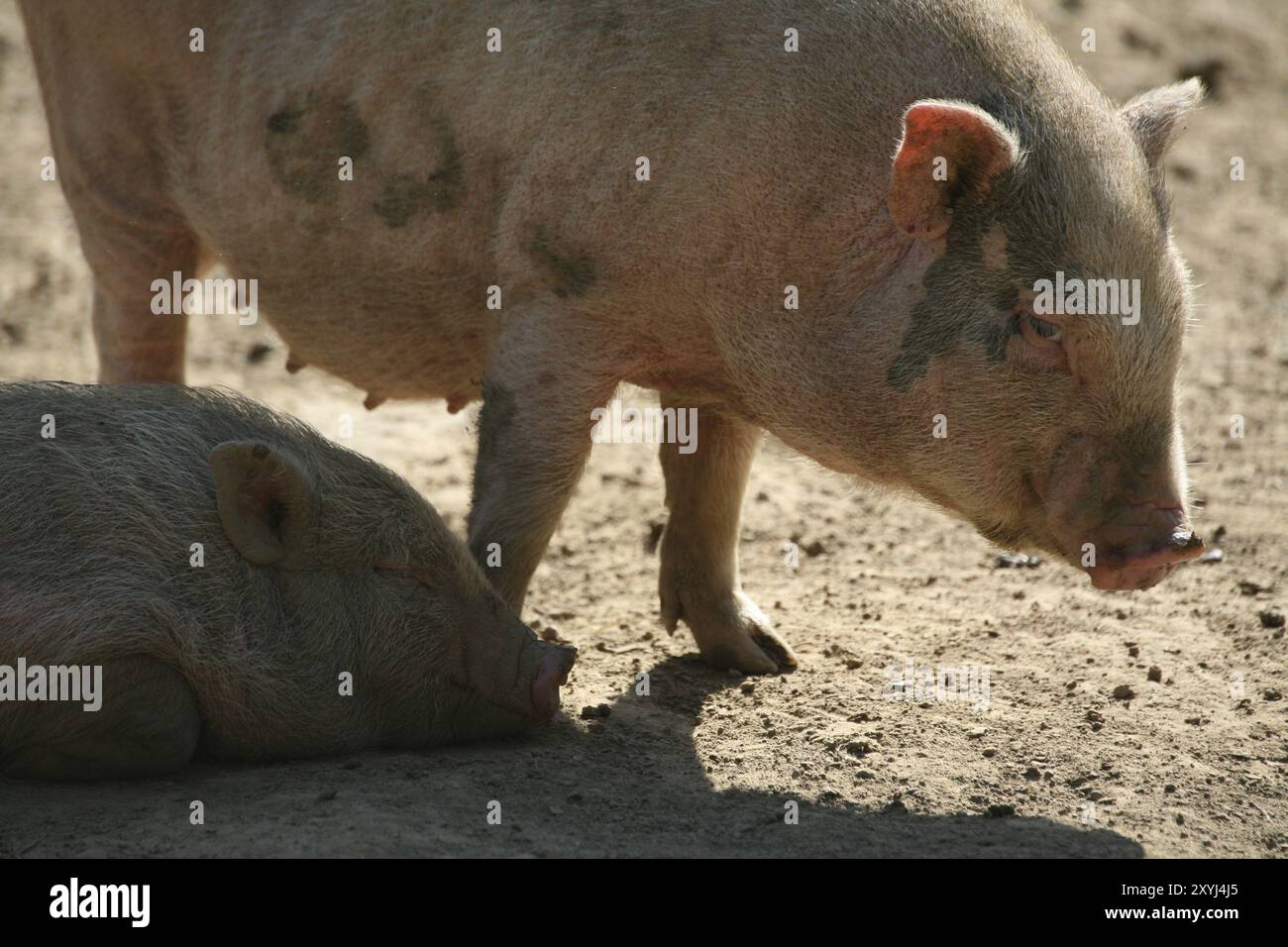 Pig wallows happily in muddy hi-res stock photography and images - Alamy