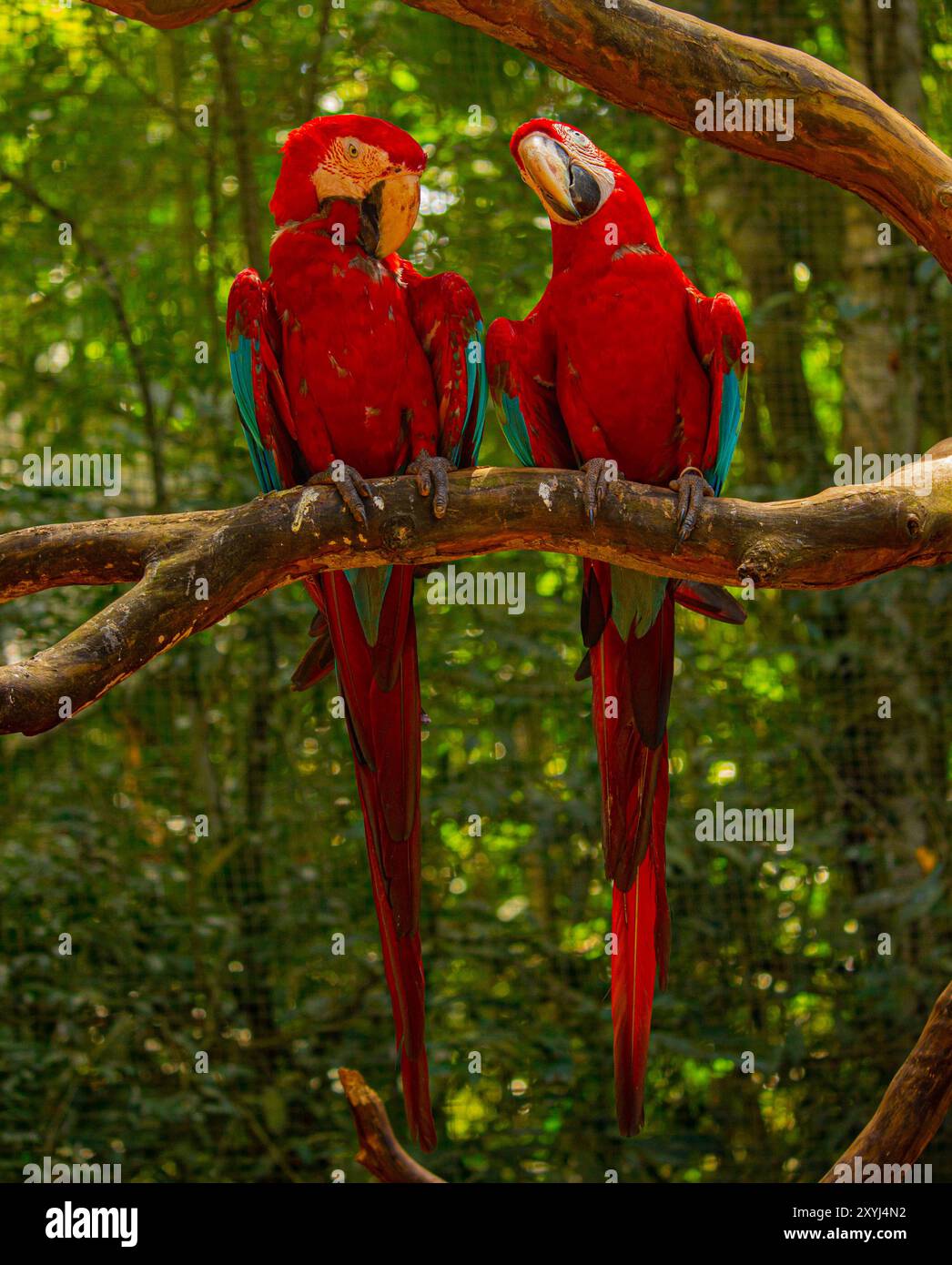 Two parrots on tree hi-res stock photography and images - Alamy