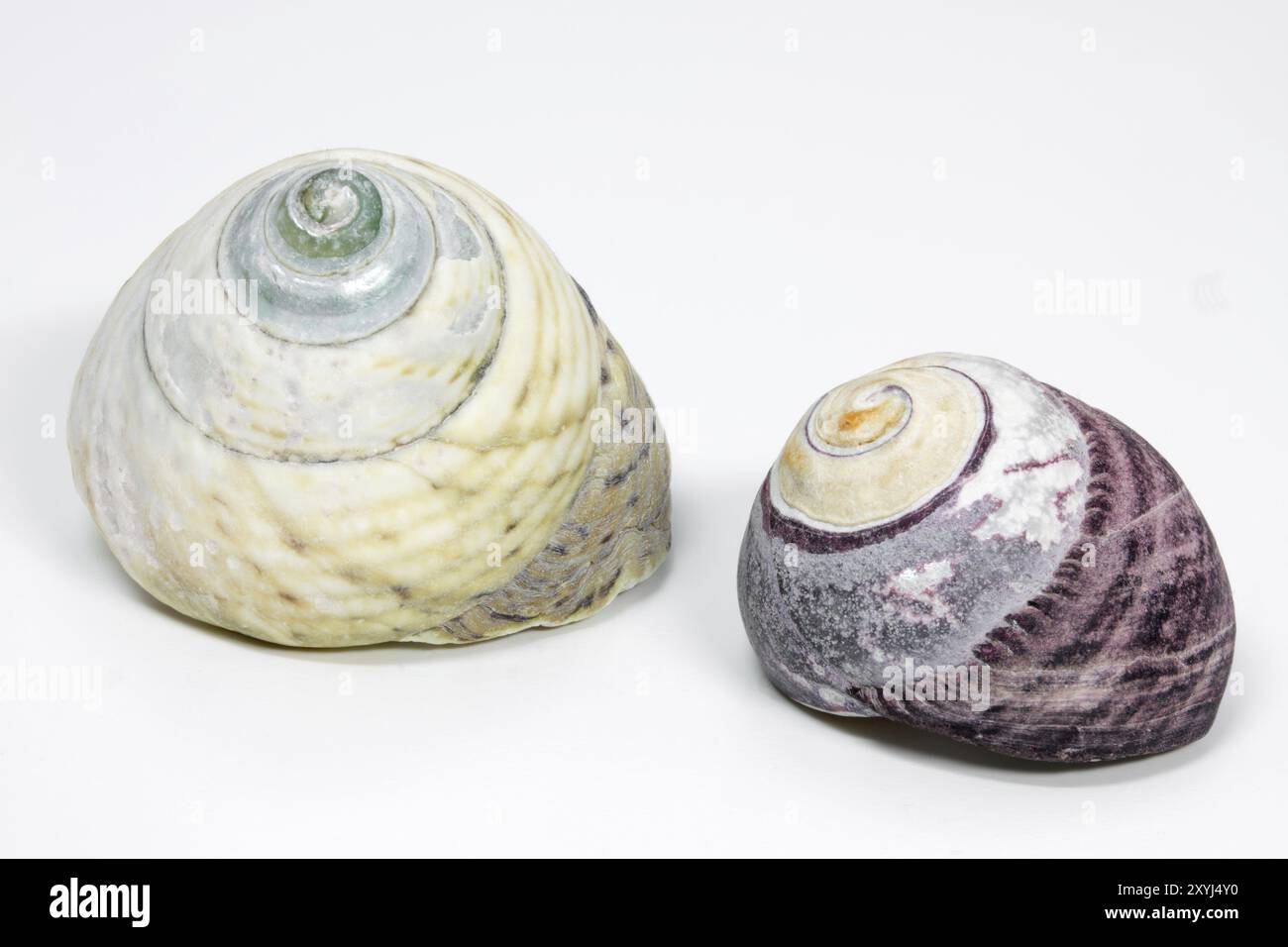 Sea snails on a white background Stock Photo - Alamy