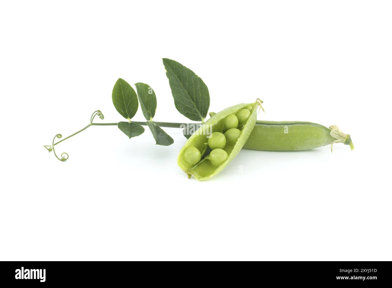 Fresh green peas, pea pods with green leaves and open pea pod in close ...