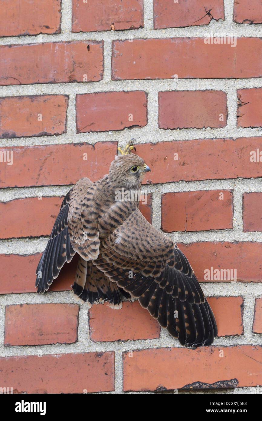 Common kestrel first flight attempt. Young kestrels making their first ...