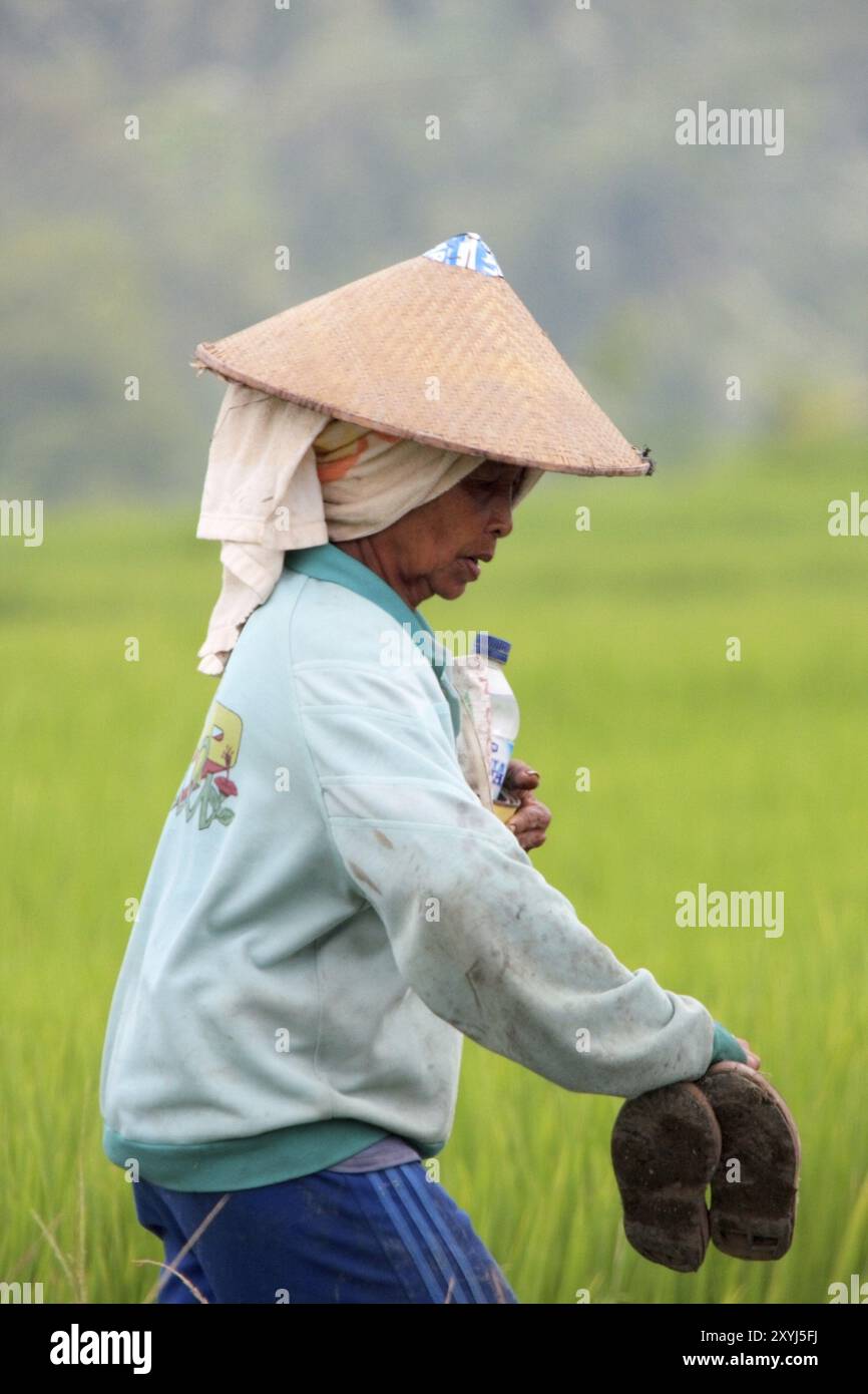 Labourer in a rice field in Bali Stock Photo - Alamy