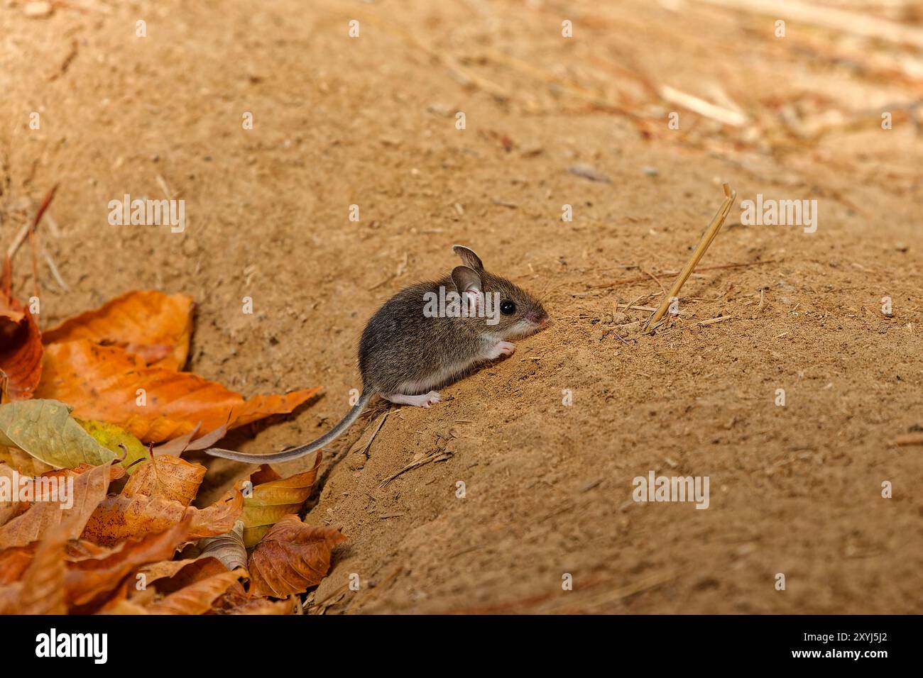 The deer mouse (Peromyscus maniculatus) north American native rodent ...