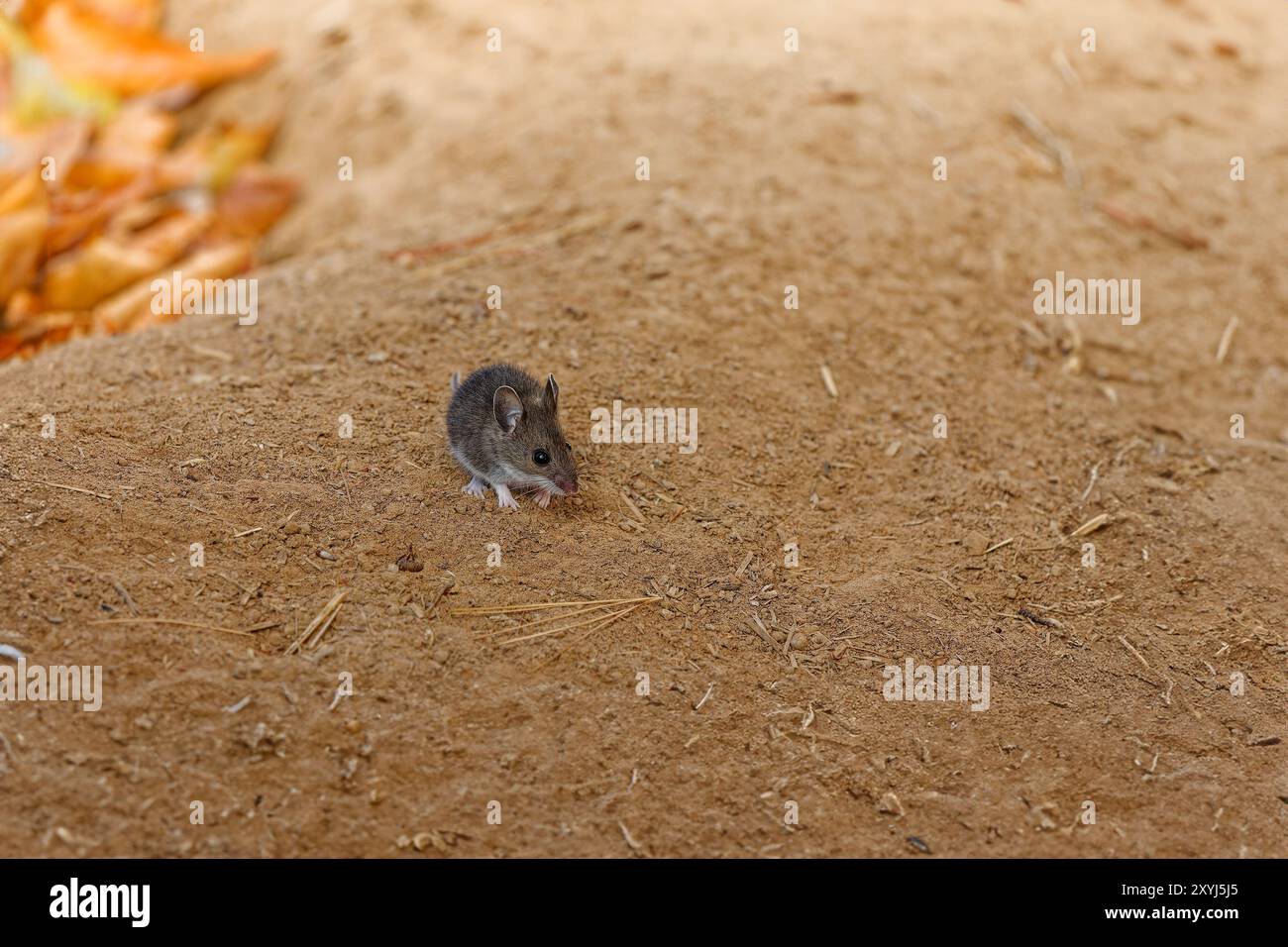 North american deermouse hi-res stock photography and images - Alamy